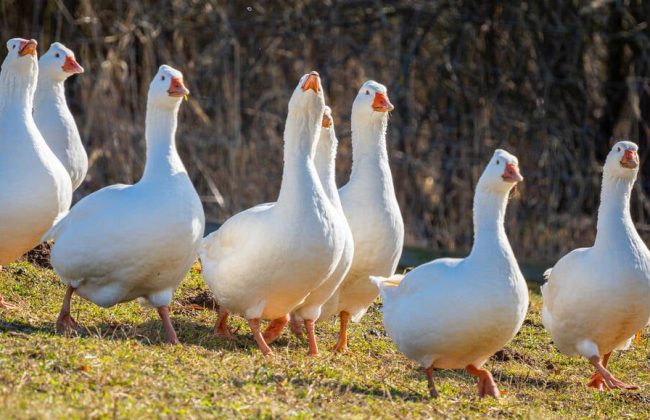 CISA unleashes Untitled Goose Tool to honk at danger in Microsoft's ...